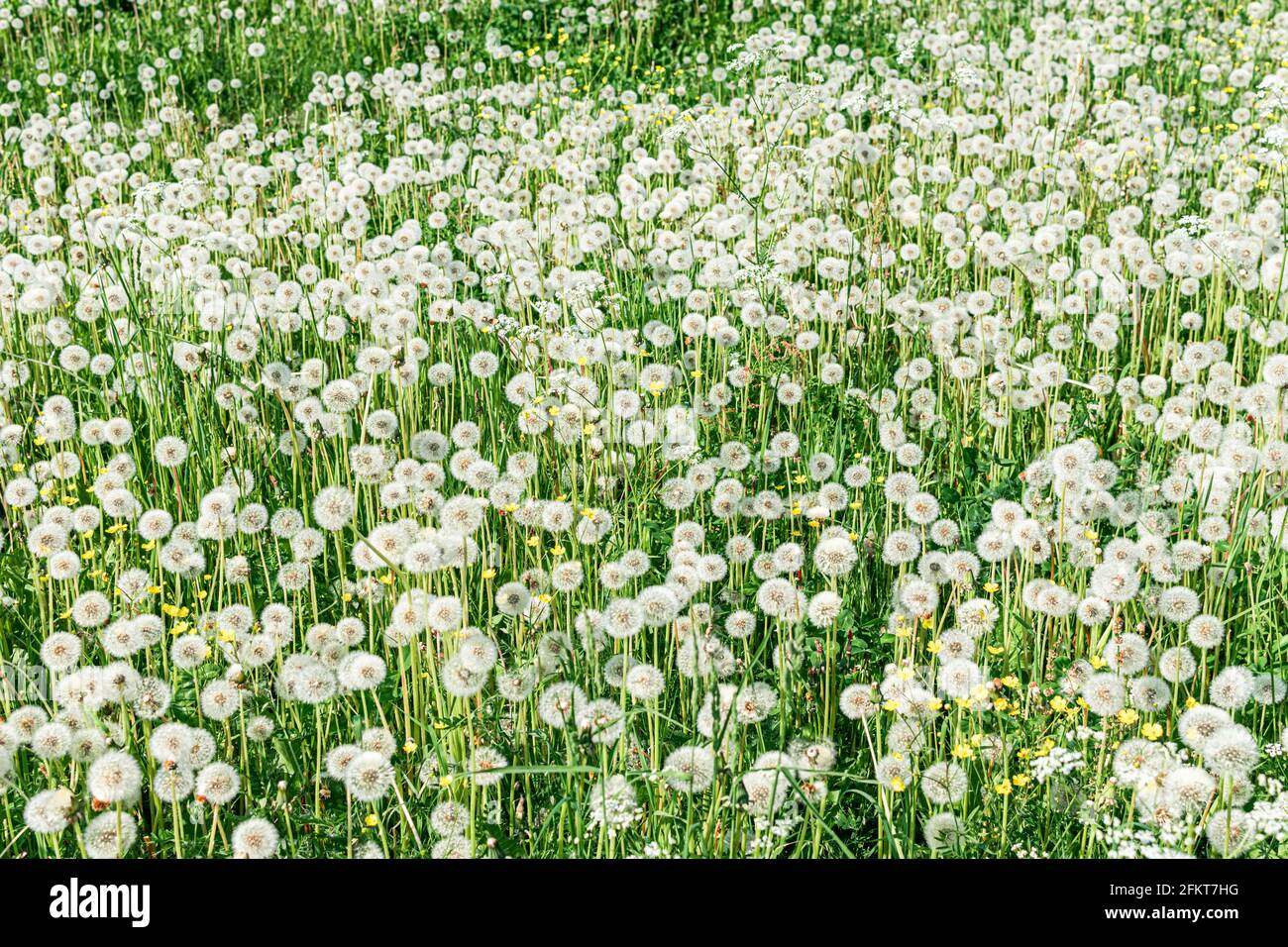 Big field with white fluffy dandelions and fresh green grass. Summer ...