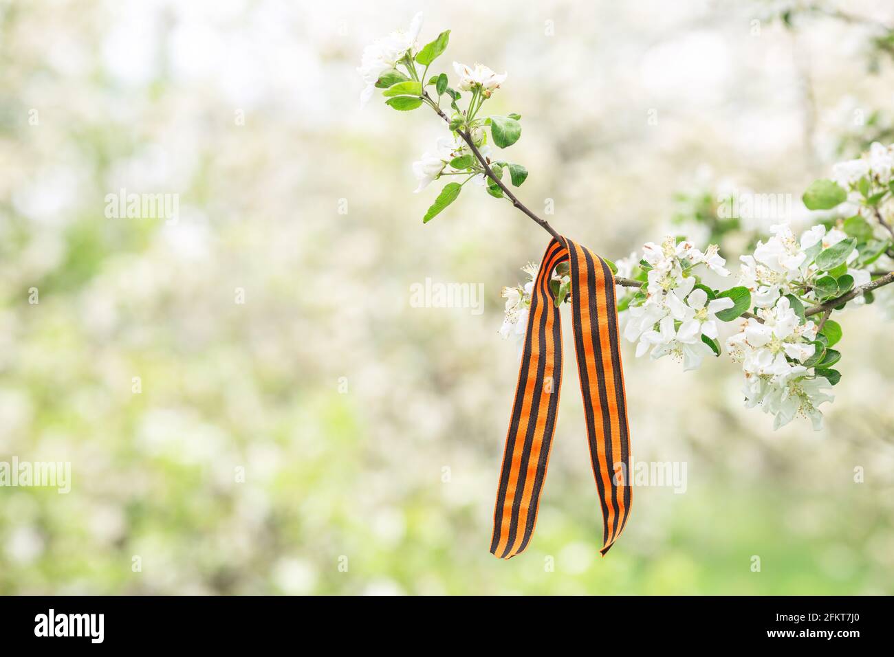 Saint George ribbon on blossoming branch. Symbol of Victory Day 1945 ...