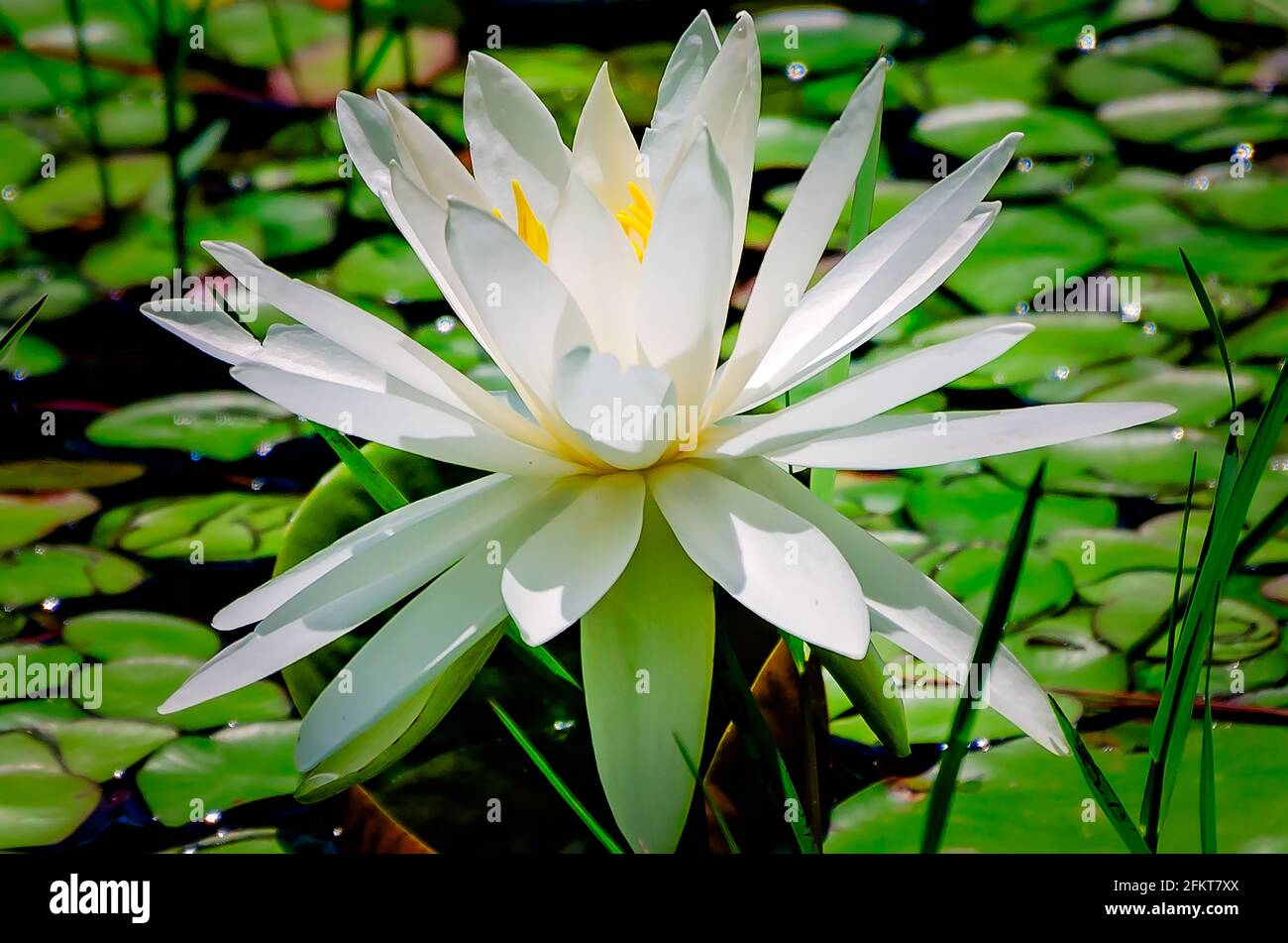 A white water lily grows in a pond at the Davis Bayou Area of Gulf ...
