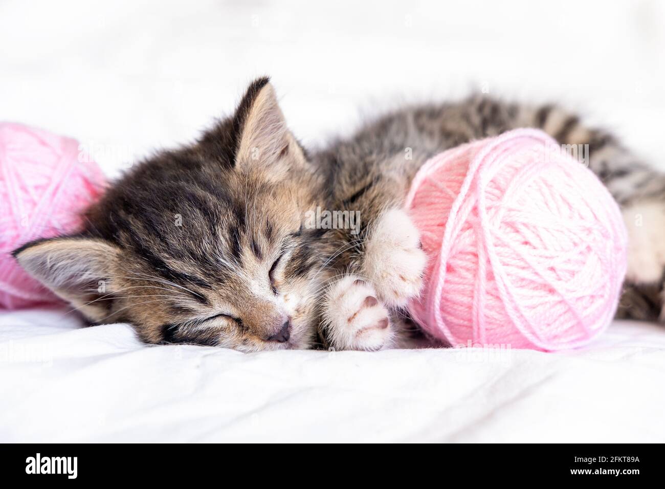 Cute Cat sleeping with pink and grey balls skeins of thread on white ...