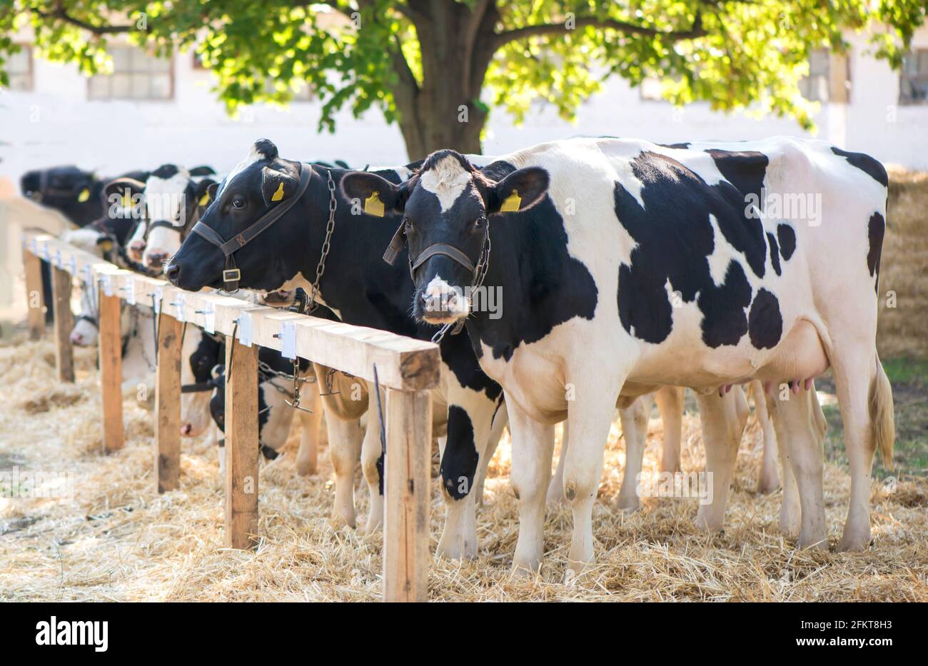 cows in a farm. Dairy cows in a farm Stock Photo - Alamy