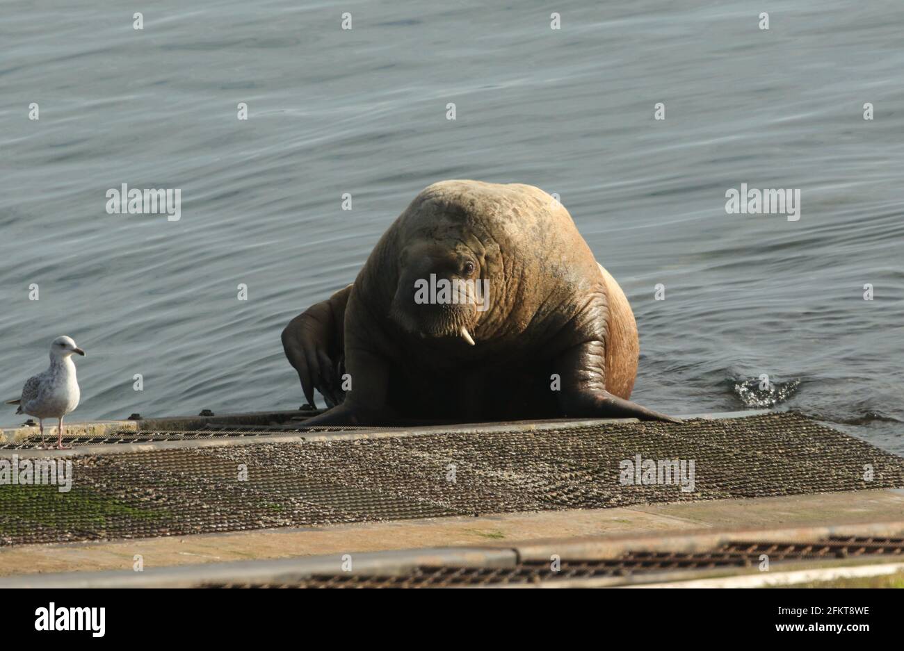 A rare Walrus, Odobenus rosmarus, lying on the ramp of Tenby lifeboat ...