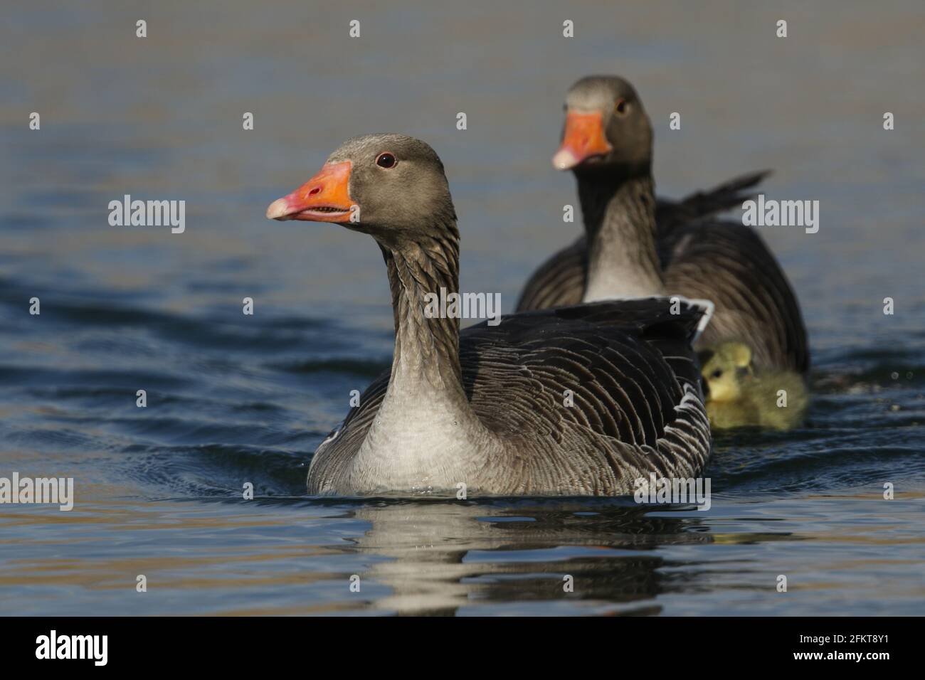 Two Greylag Geese, Anser anser, swimming on a lake with their cute ...