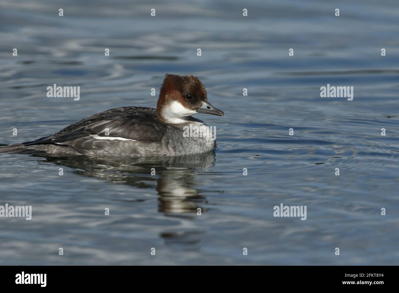 A stunning Smew, Mergus albellus, swimming on a lake. It has been ...