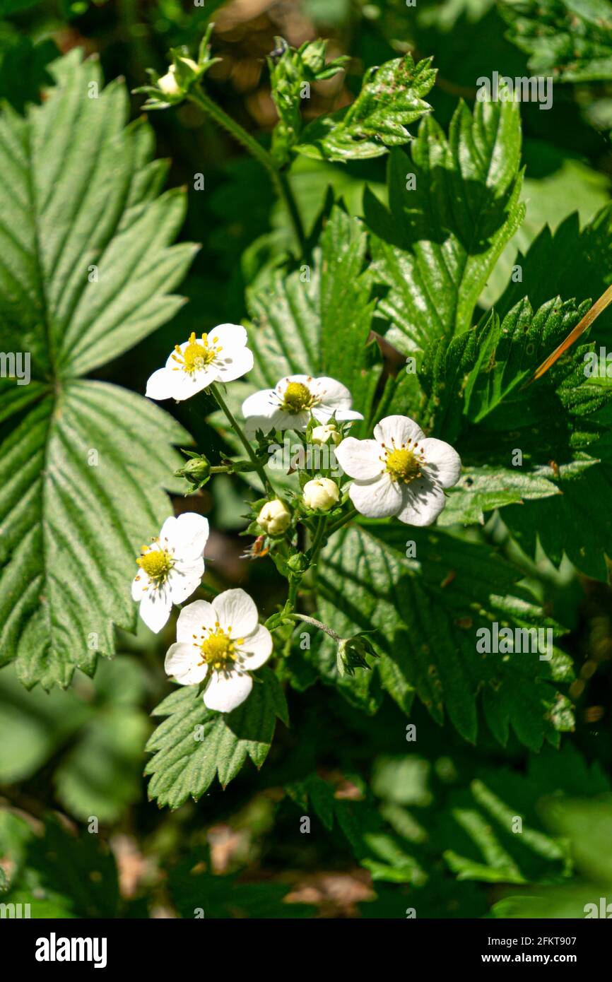 Beautiful summer background of flowering strawberry bushes Stock Photo ...