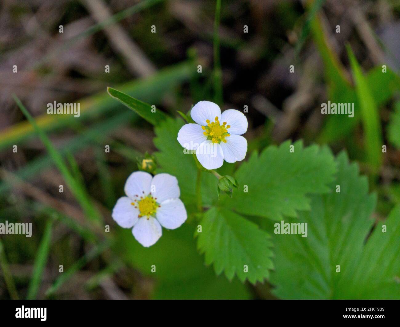 Beautiful summer background of flowering strawberry bushes Stock Photo ...