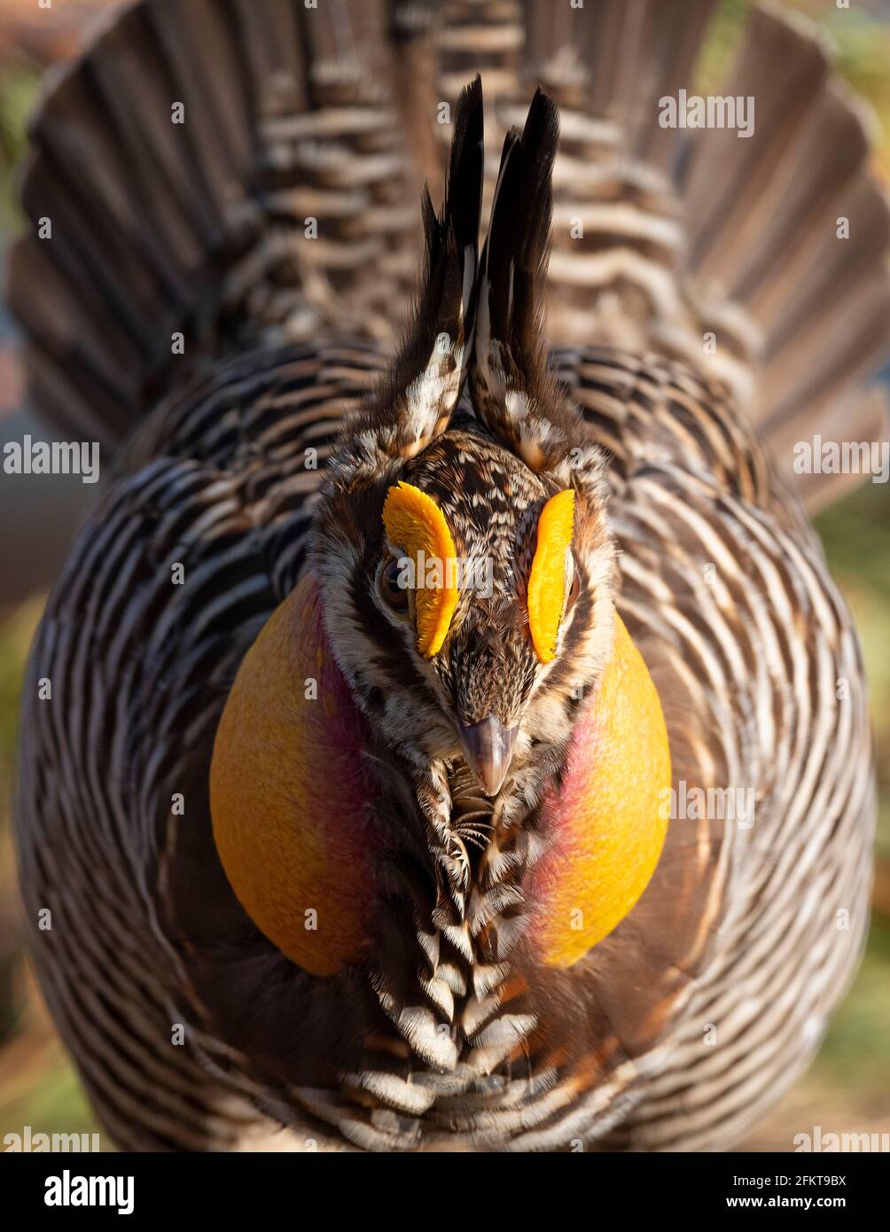 Heath hen greater prairie chicken hi-res stock photography and images ...