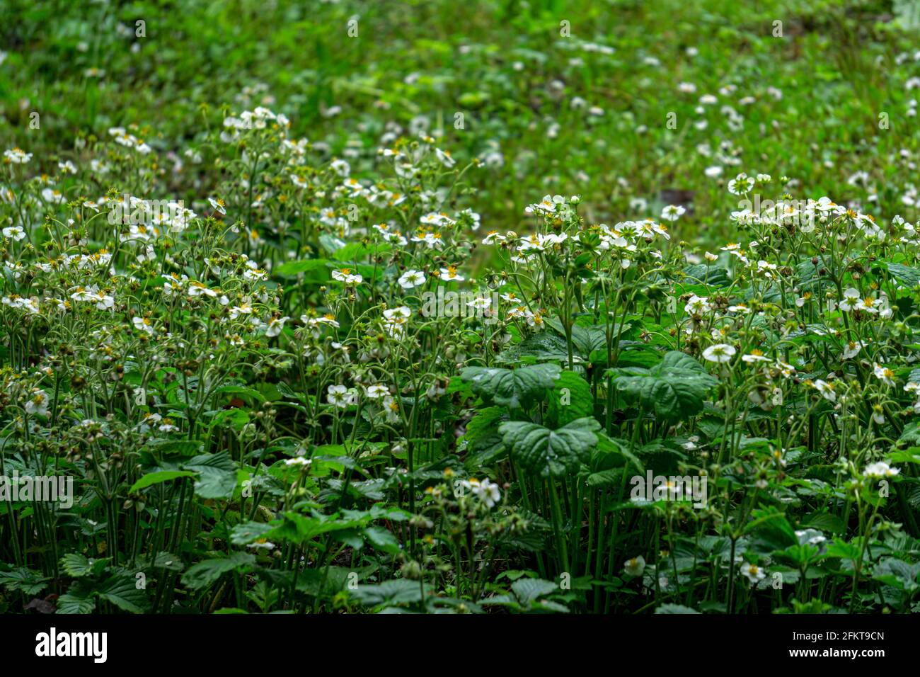 Beautiful summer background of flowering strawberry bushes Stock Photo ...
