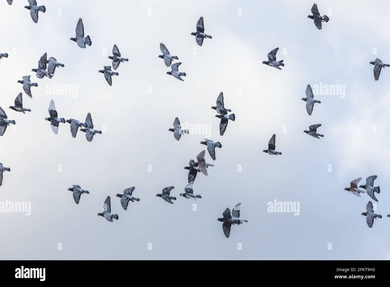 Flock of wild pigeons flying under a gloomy sky Stock Photo - Alamy