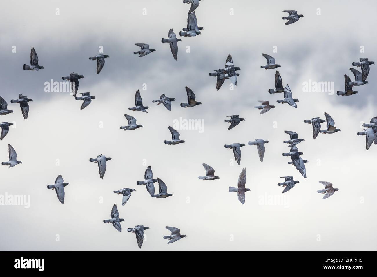 Flock of wild pigeons flying under a gloomy sky Stock Photo - Alamy