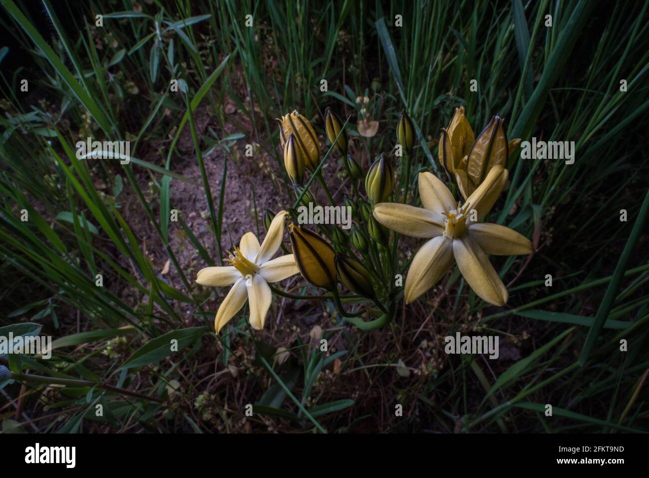 Triteleia ixioides known as prettyface or golden star flower, is a ...