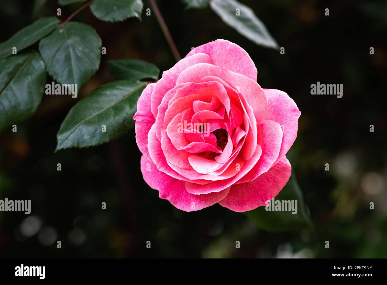 Rose_photo art hi-res stock photography and images - Alamy