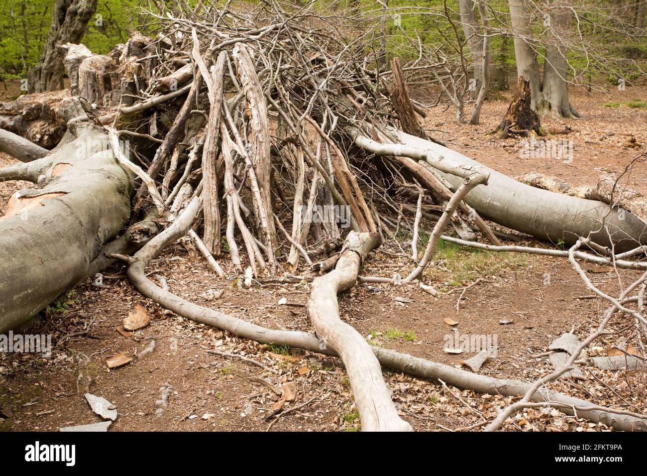 Budding forest hi-res stock photography and images - Alamy