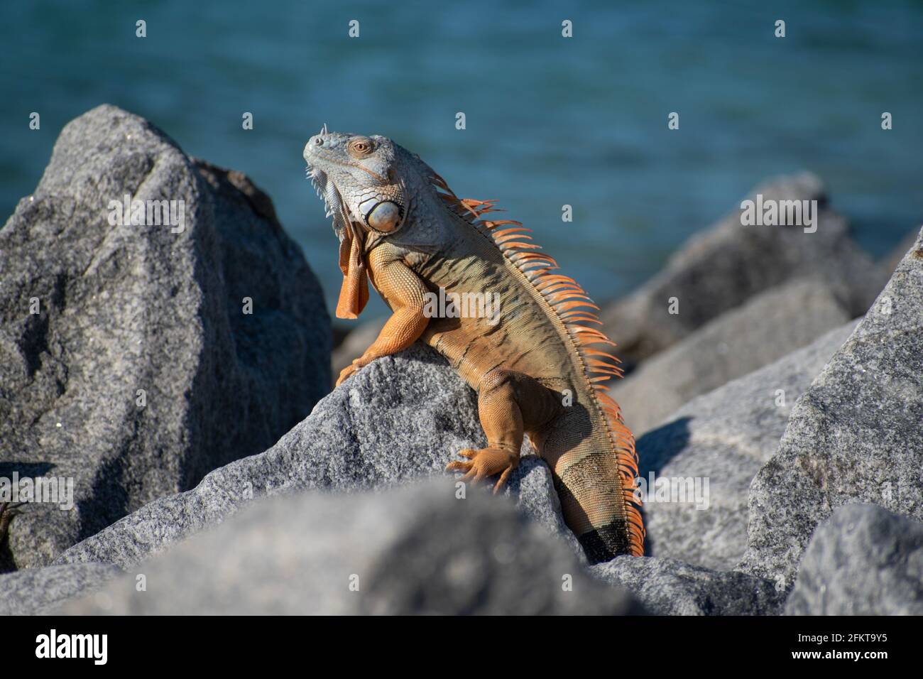 Iguana sunbathing on the rocky oceanside in Key West, Florida Stock ...