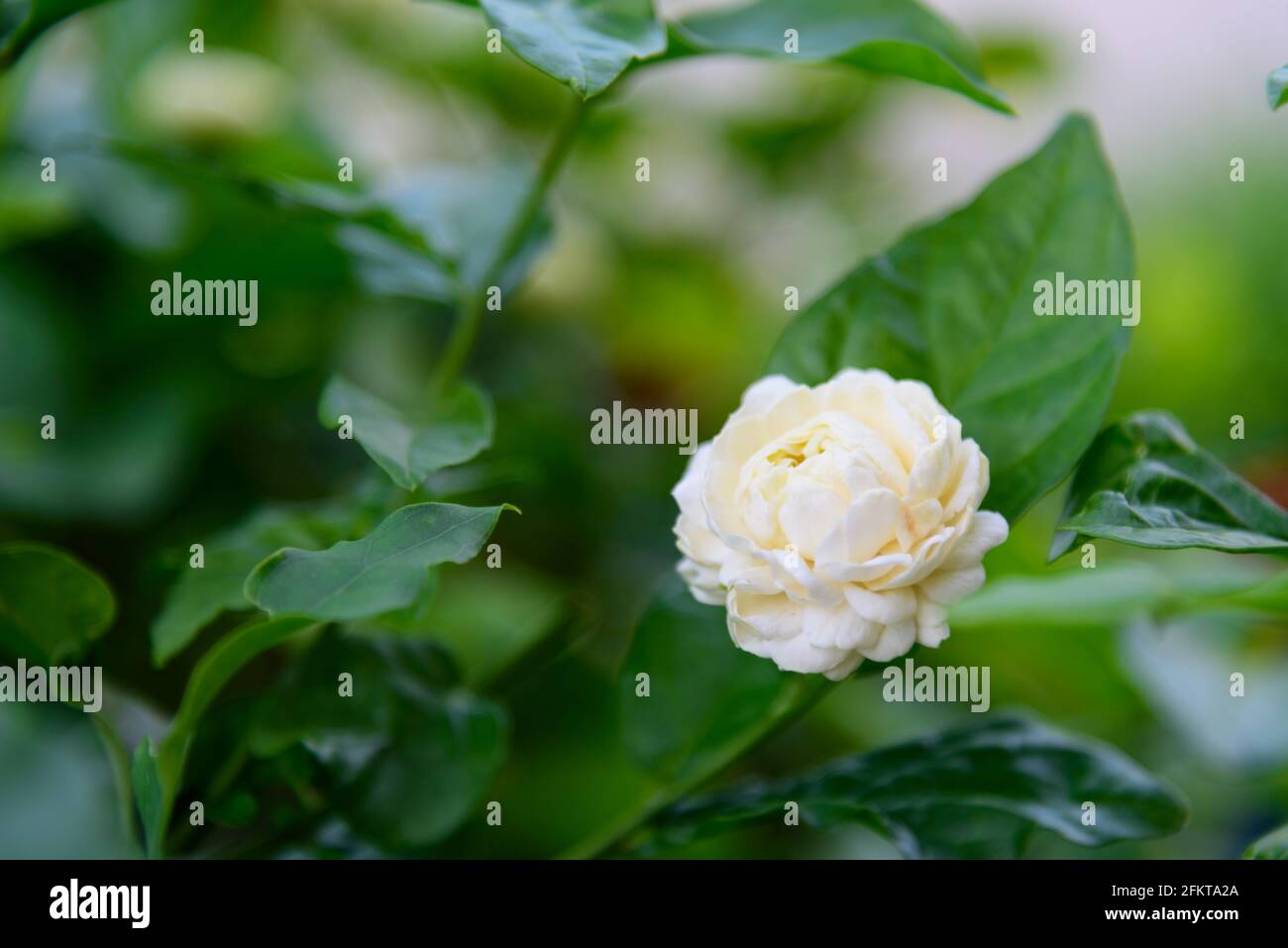 Jasmine flower in home hi-res stock photography and images - Alamy