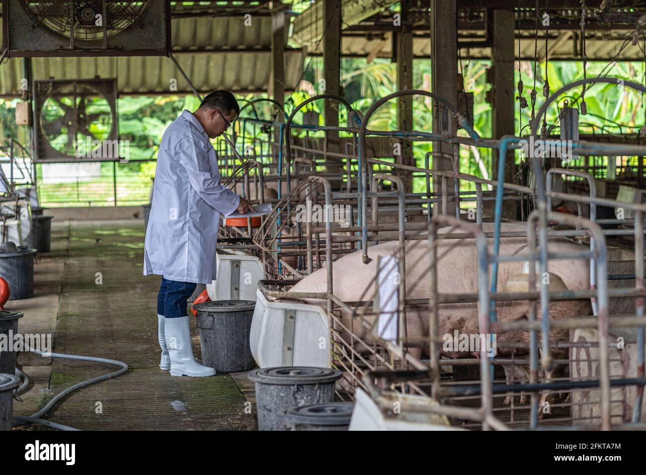 Asian veterinarian working and Feeding the pig food in hog farms ...