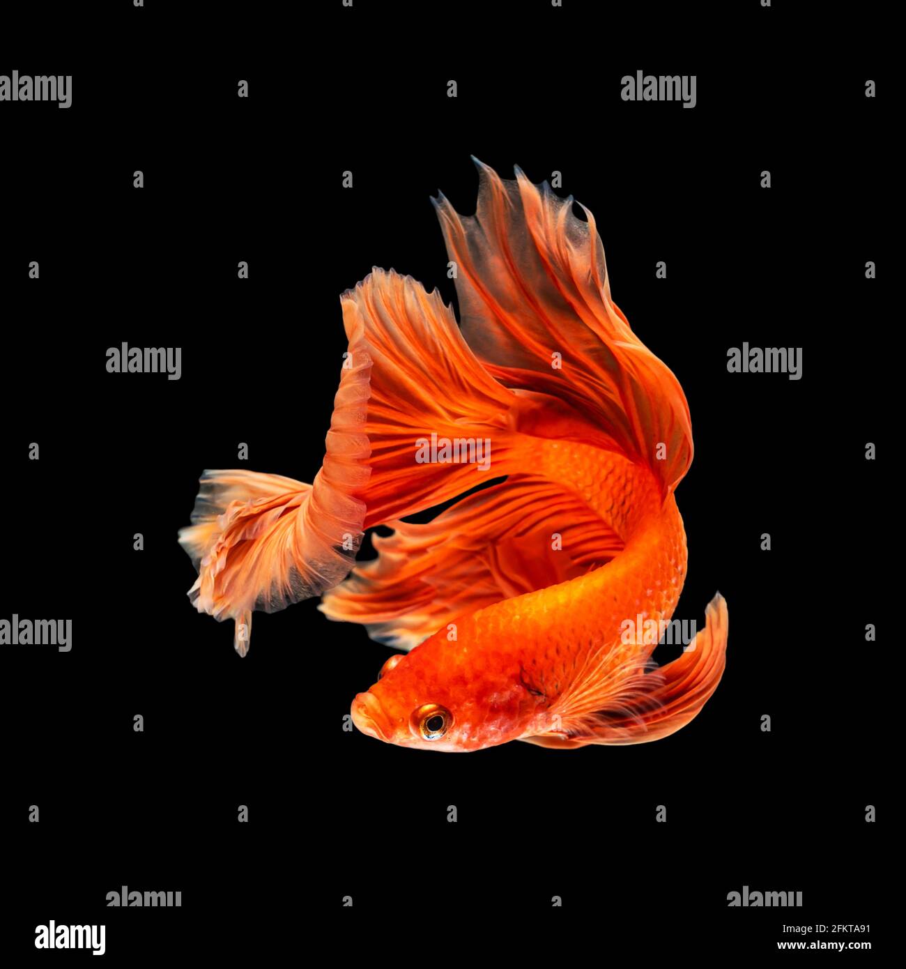 Movement beautiful of colorful siamese betta fish or half moon betta ...