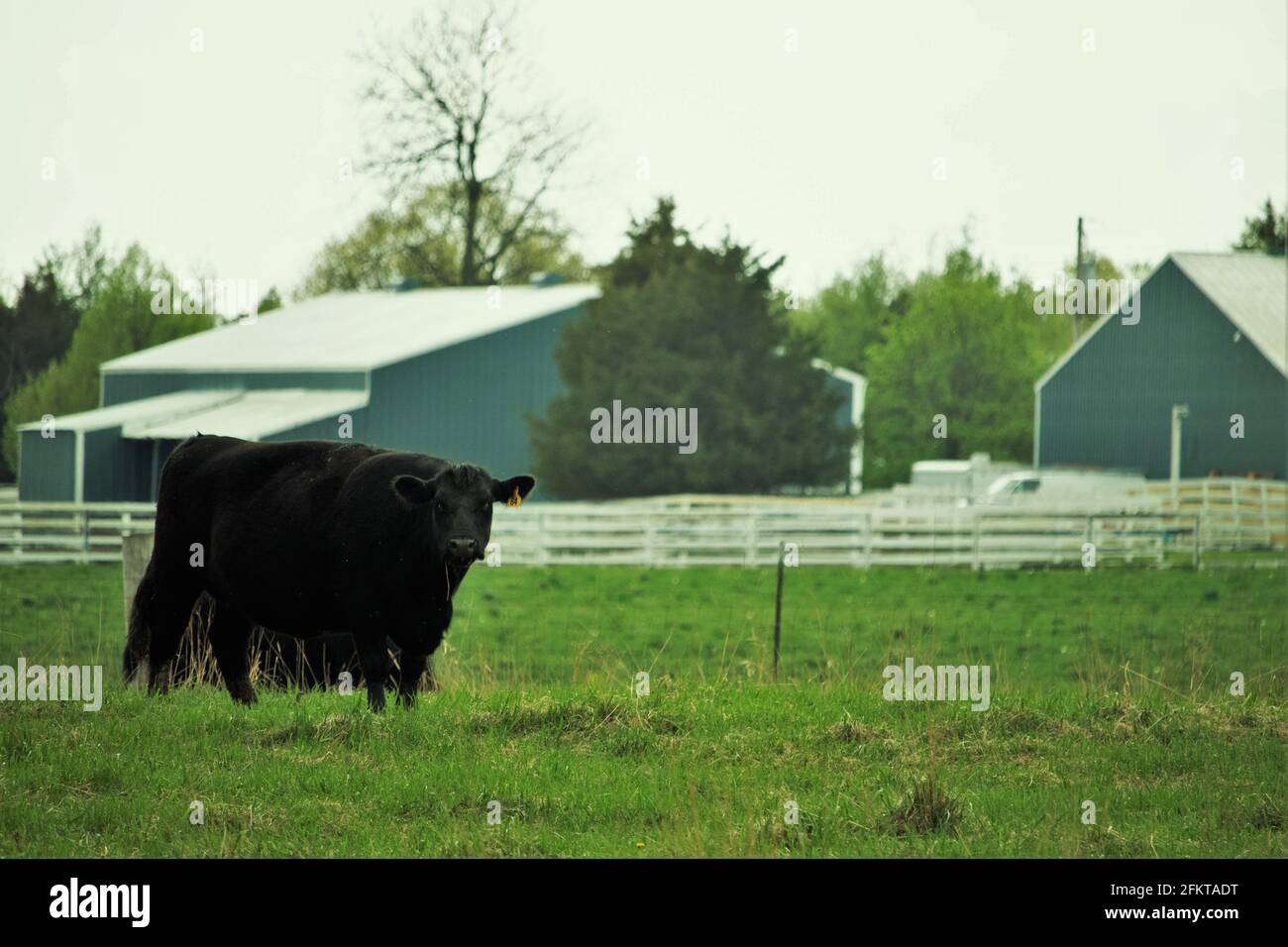 Beef cow grazing hi-res stock photography and images - Alamy
