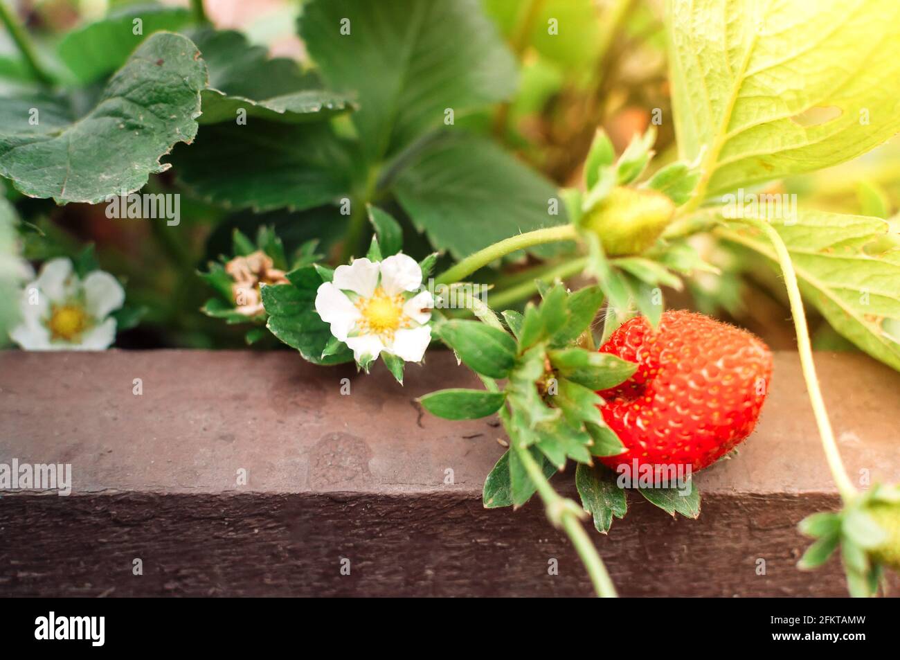 Close up ripe strawberries in a vegetable garden and new flowering ...