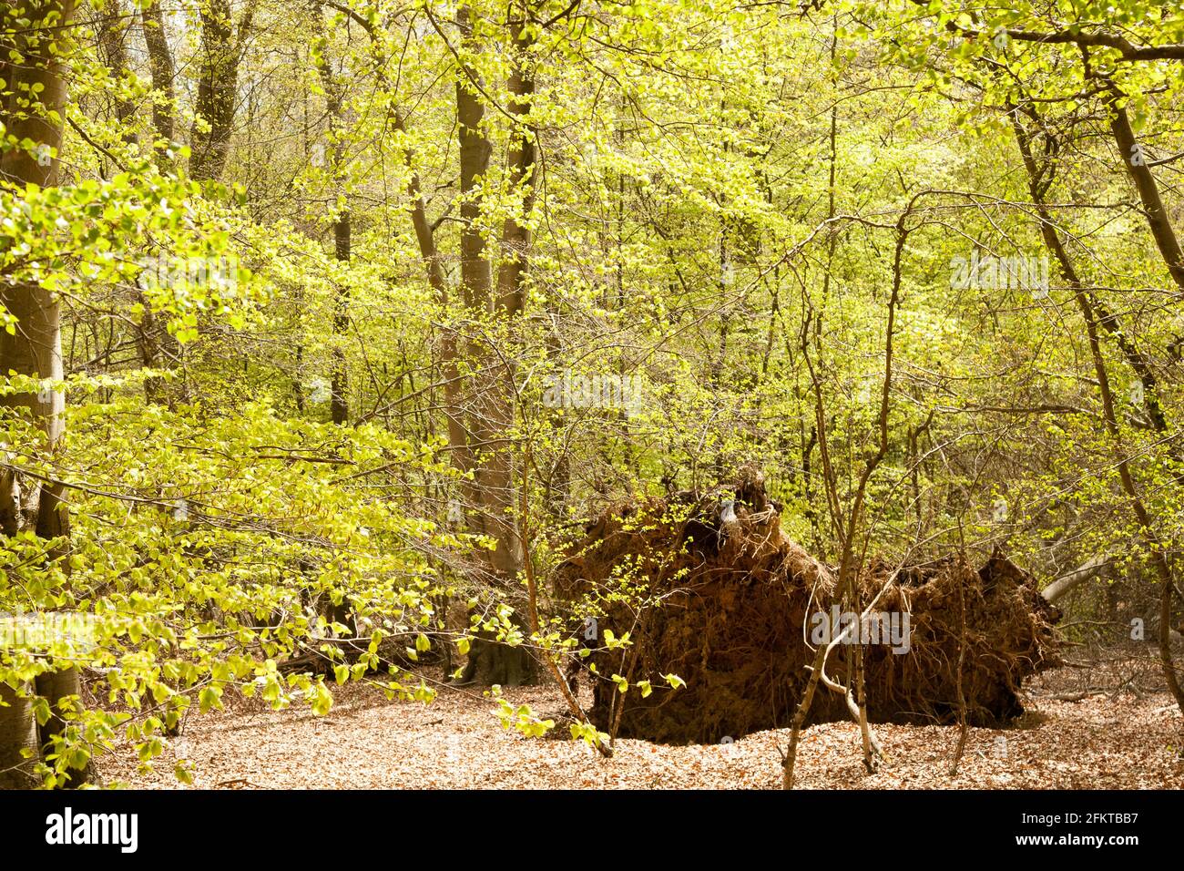 old woodland Epping Forest Stock Photo - Alamy