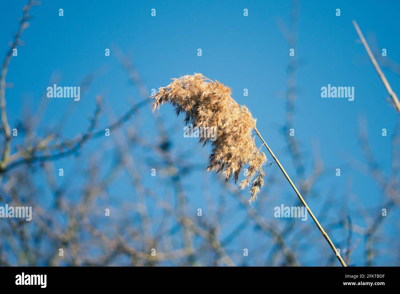 Reed flower clear blue hi-res stock photography and images - Alamy