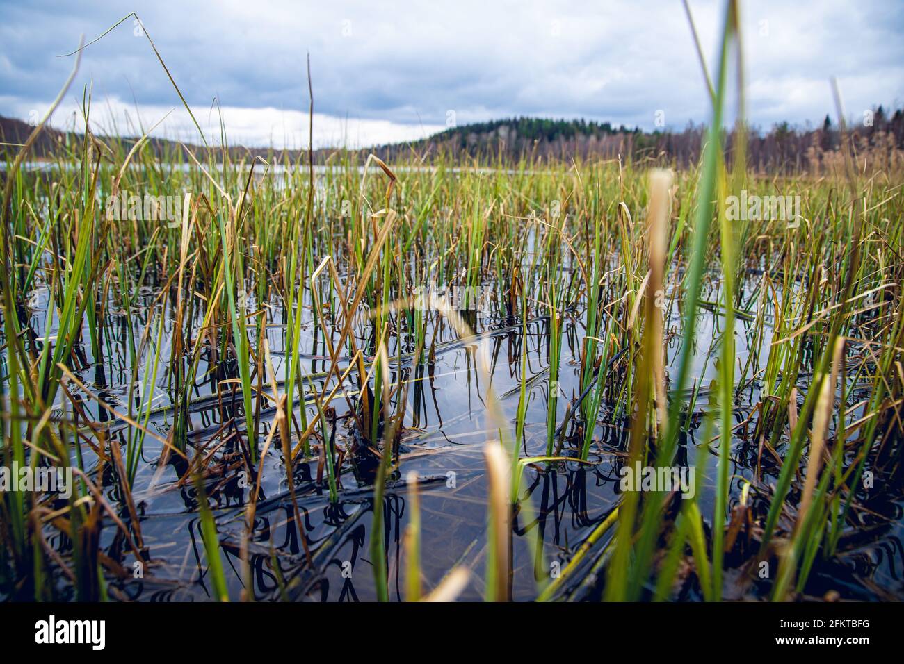 Landscape of marsh plants growing on the lake Stock Photo - Alamy
