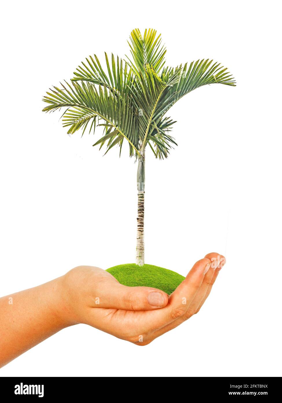 A palm in hand as a symbol of nature protection Stock Photo - Alamy