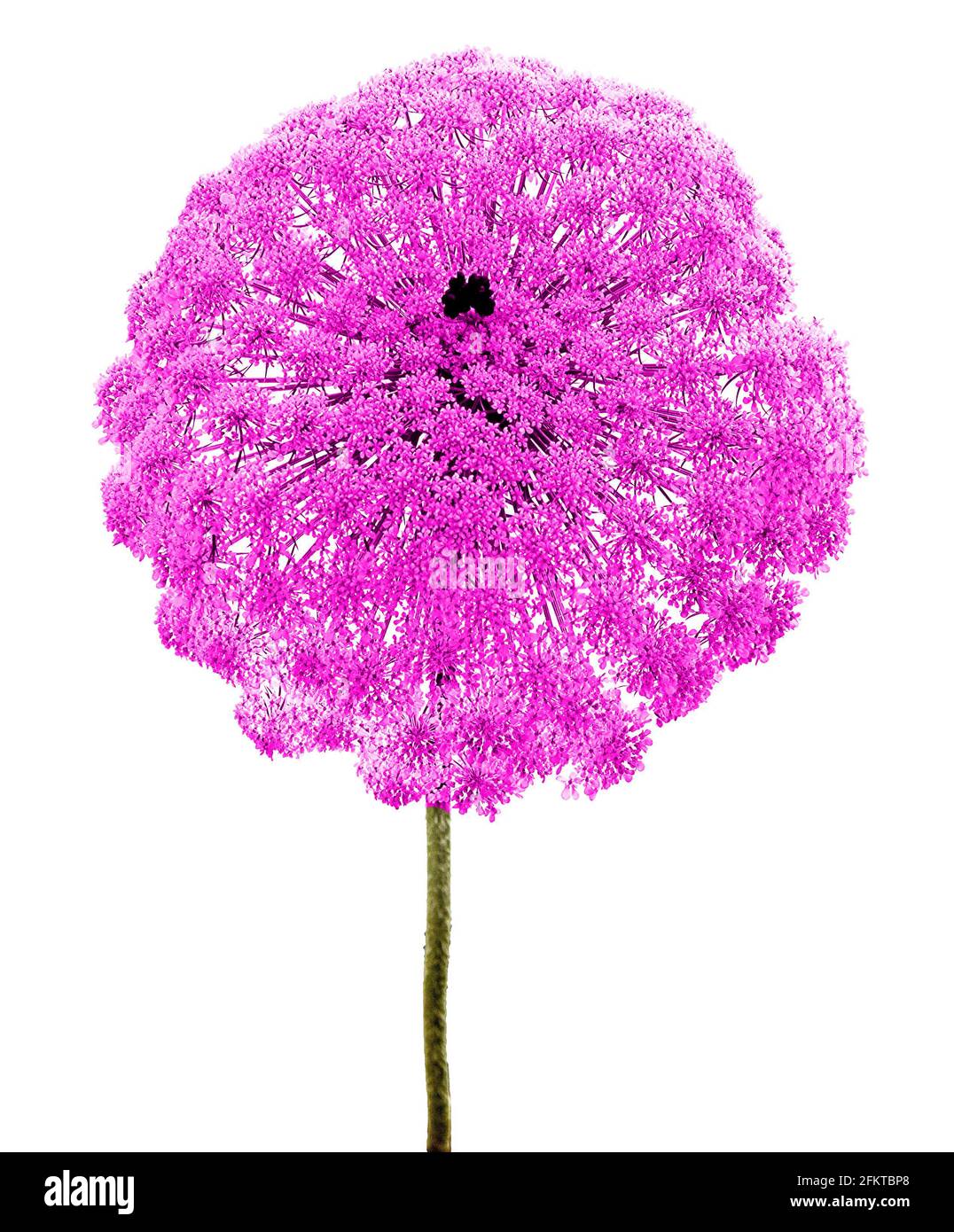 Umbellifer apiaceae Cut Out Stock Images & Pictures - Alamy