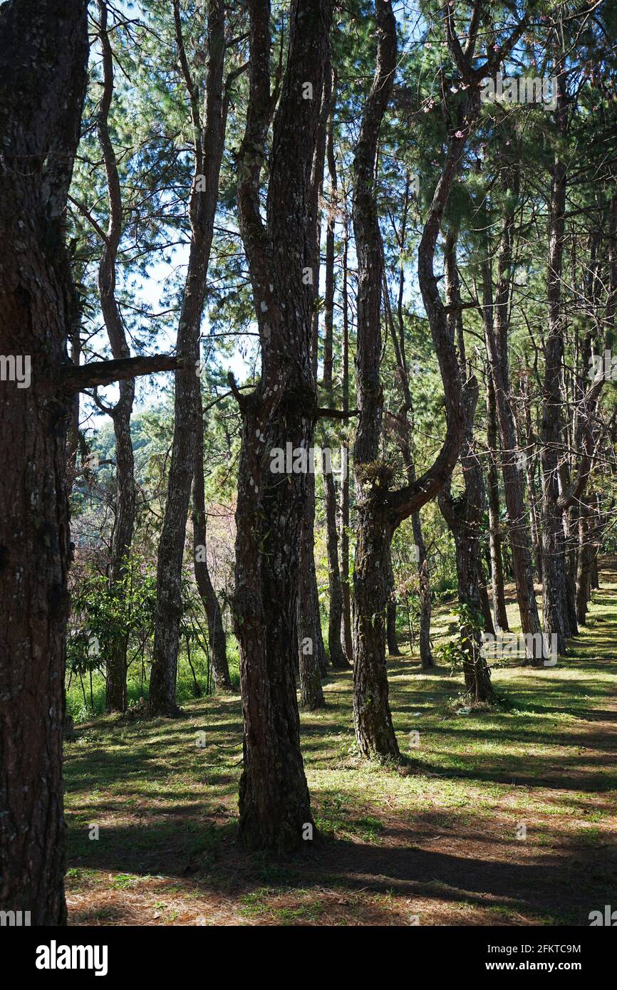 Natural trail pathway among green forest park Stock Photo - Alamy
