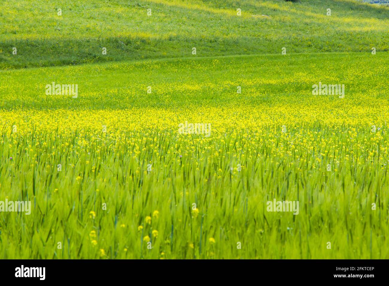 Green valley and field, springtime landscape background in Georgia ...
