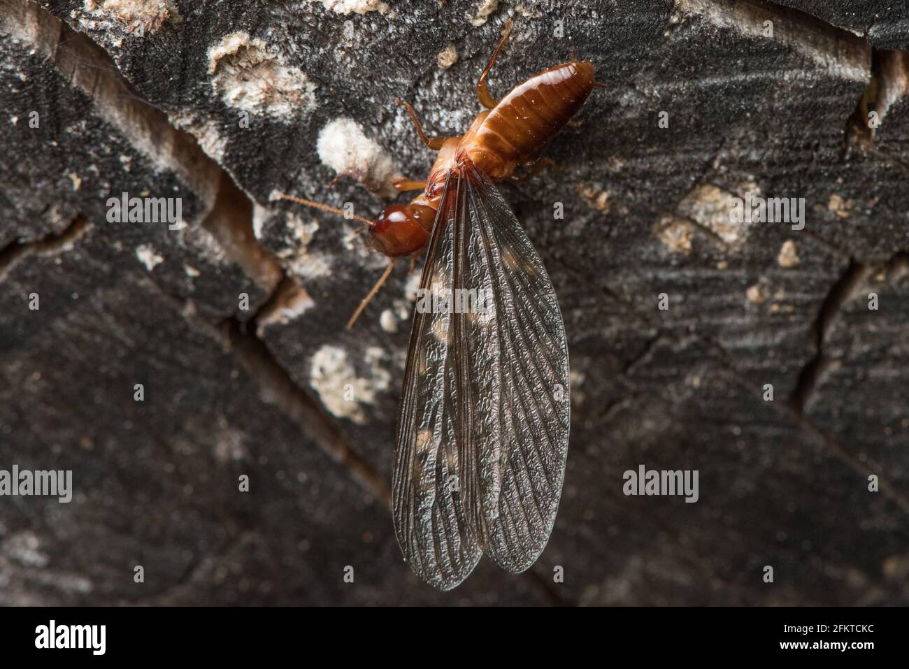 Termite losing wings hi-res stock photography and images - Alamy