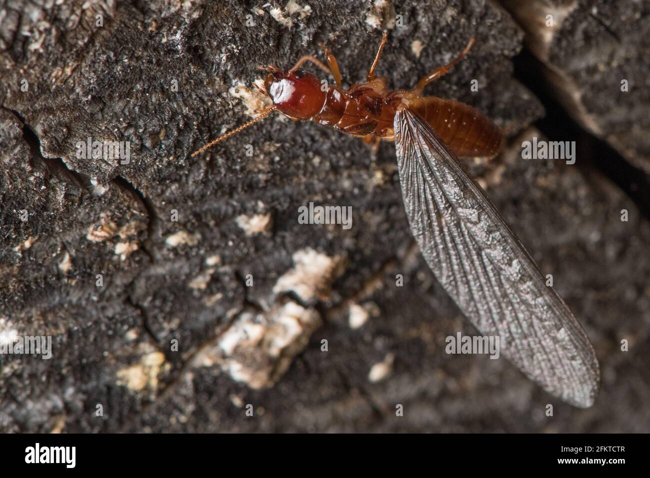 Termite queen hi-res stock photography and images - Alamy