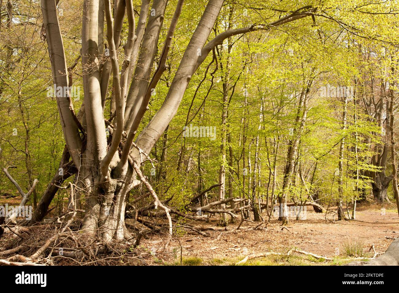 old woodland Epping Forest Stock Photo - Alamy