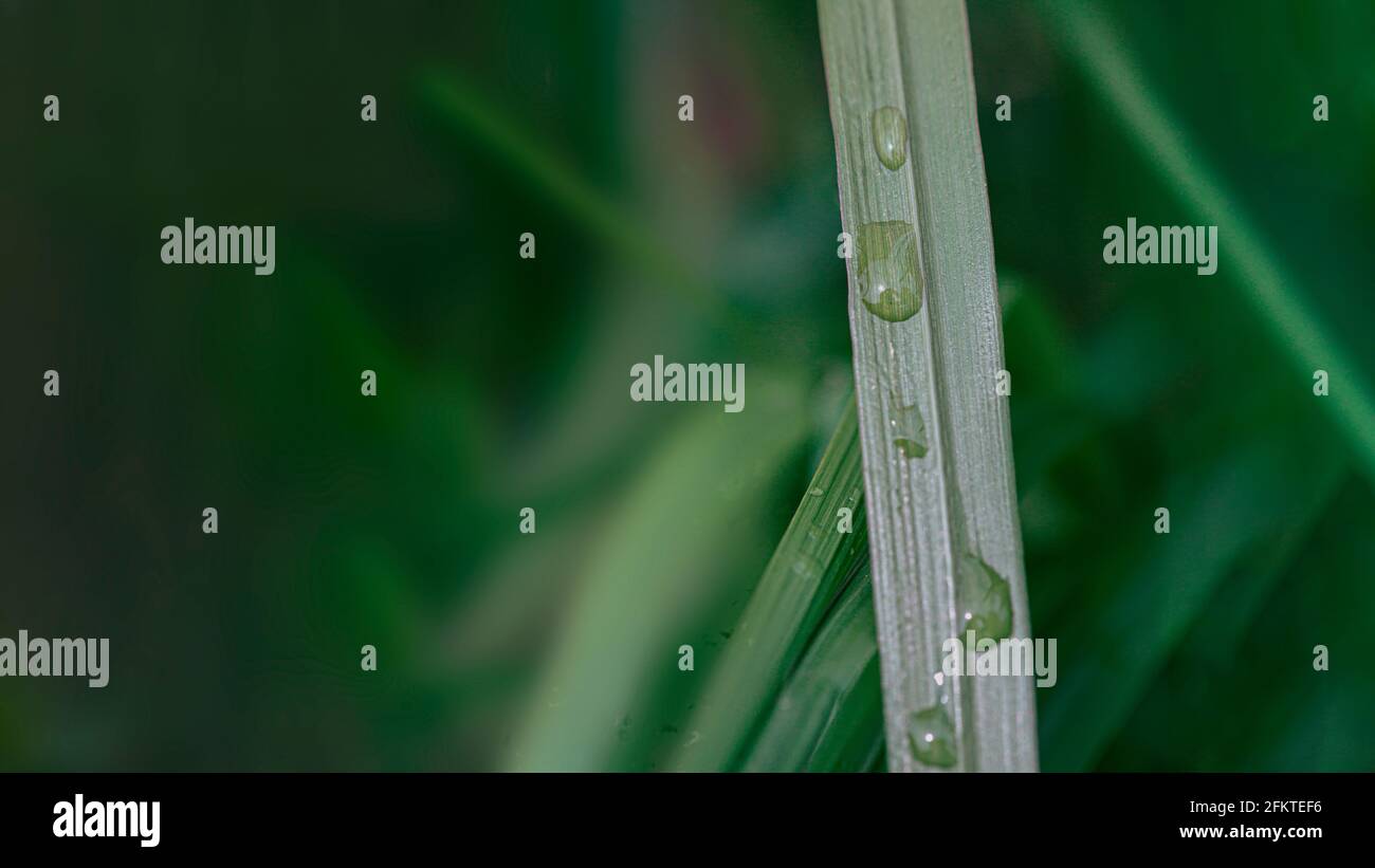 Top view rain droplets hi-res stock photography and images - Alamy