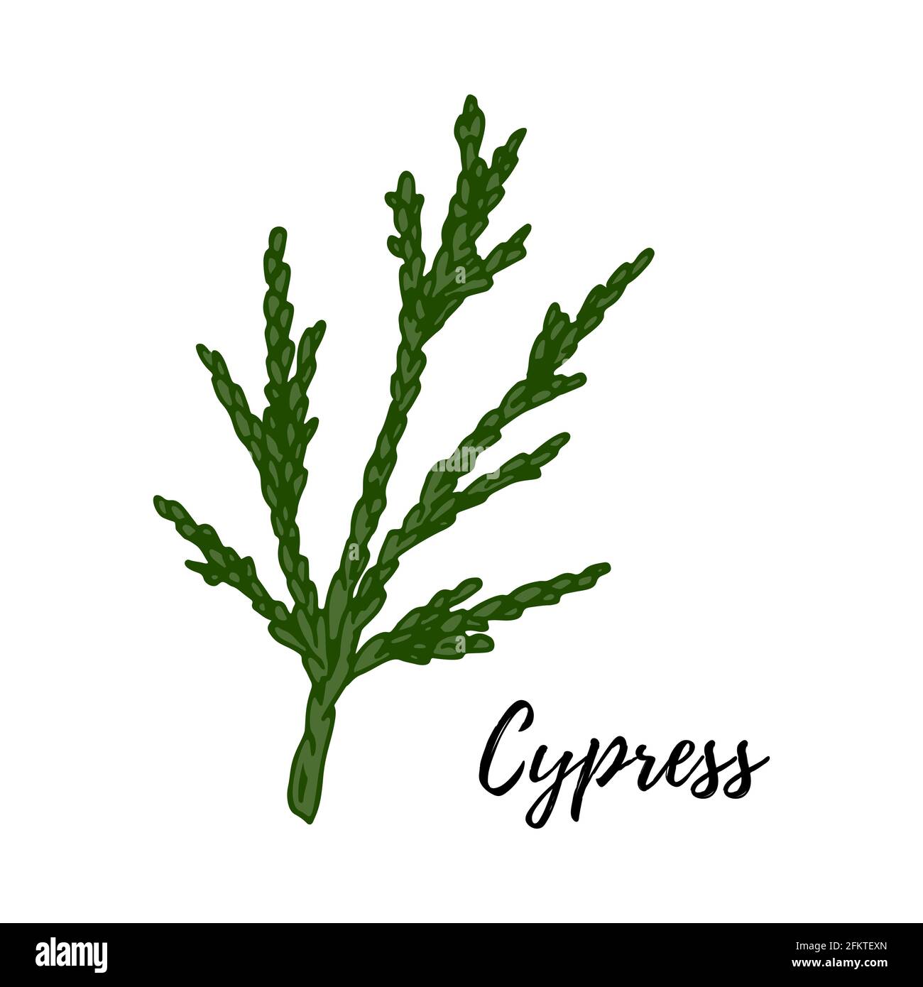 Hand drawn green cypress branch isolated on white background. Vector ...