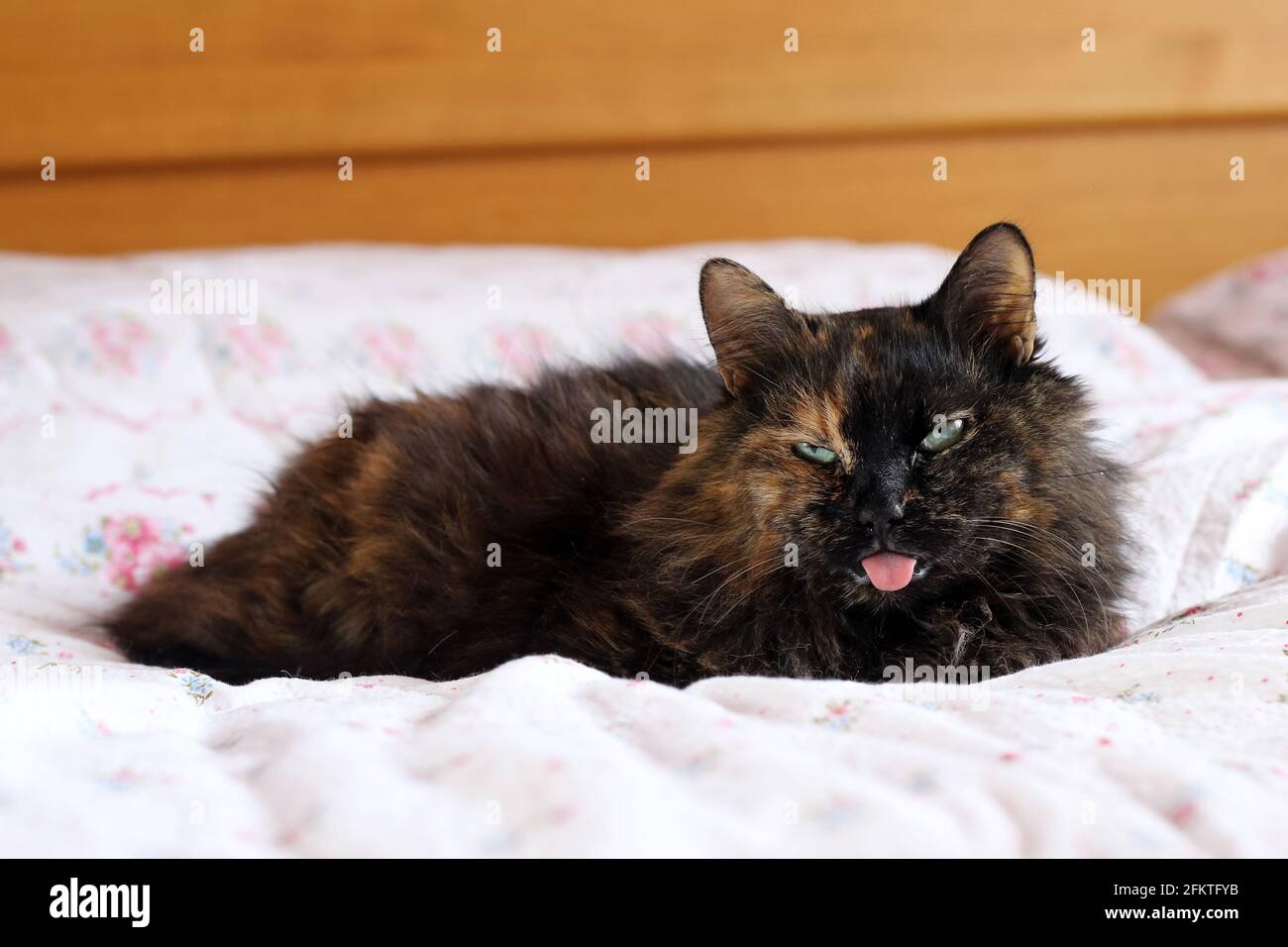 The furry cat lies in the bed with the tongue stuck out. Looking quite ...