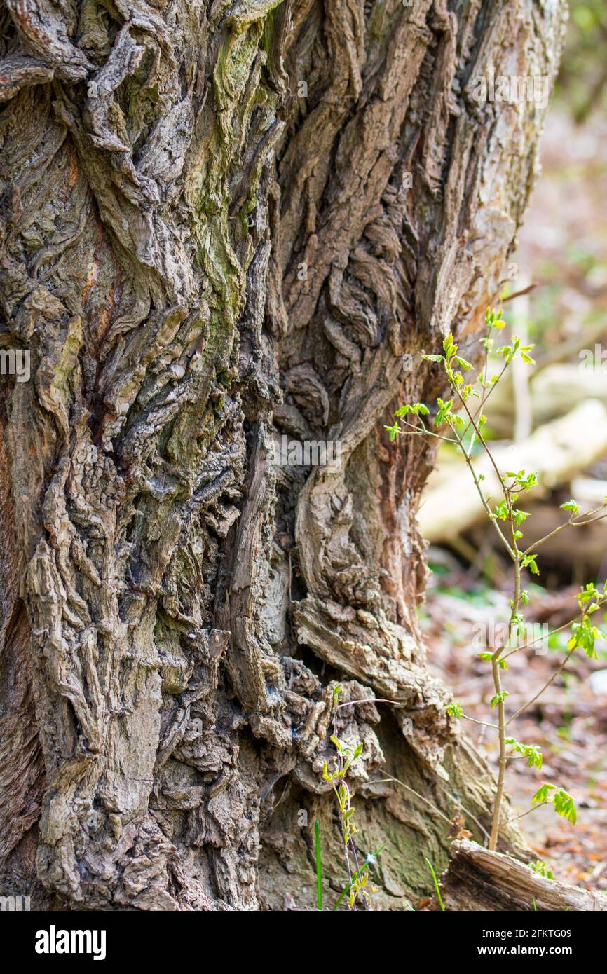 Closeup shot of a big tree trunk texture on the forest Stock Photo - Alamy