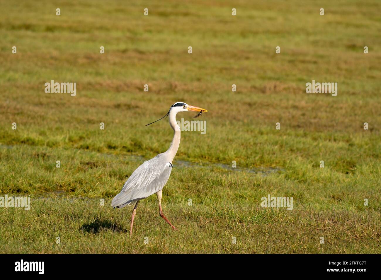 Great gray heron fishes a large insect from a ditch and quickly runs ...