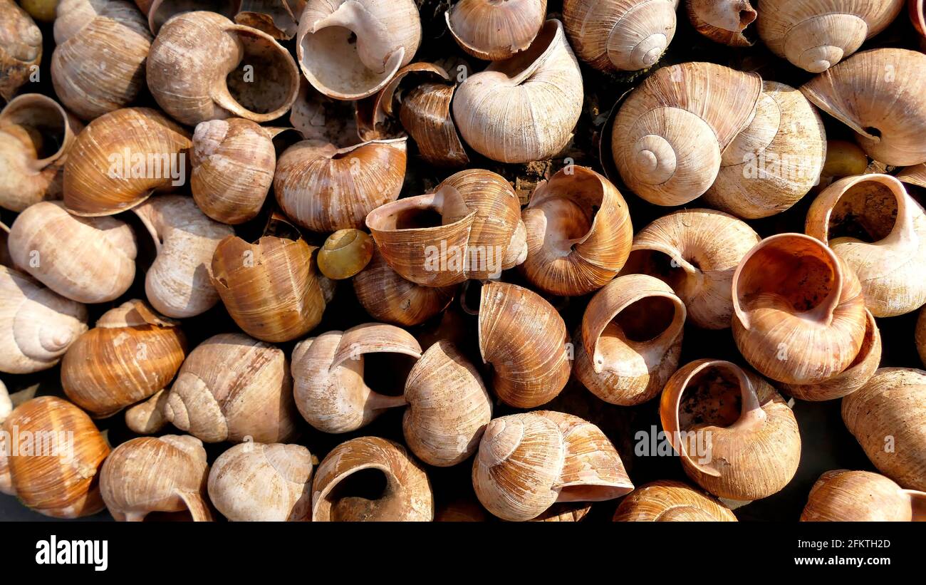 Animal shell collection hi-res stock photography and images - Alamy