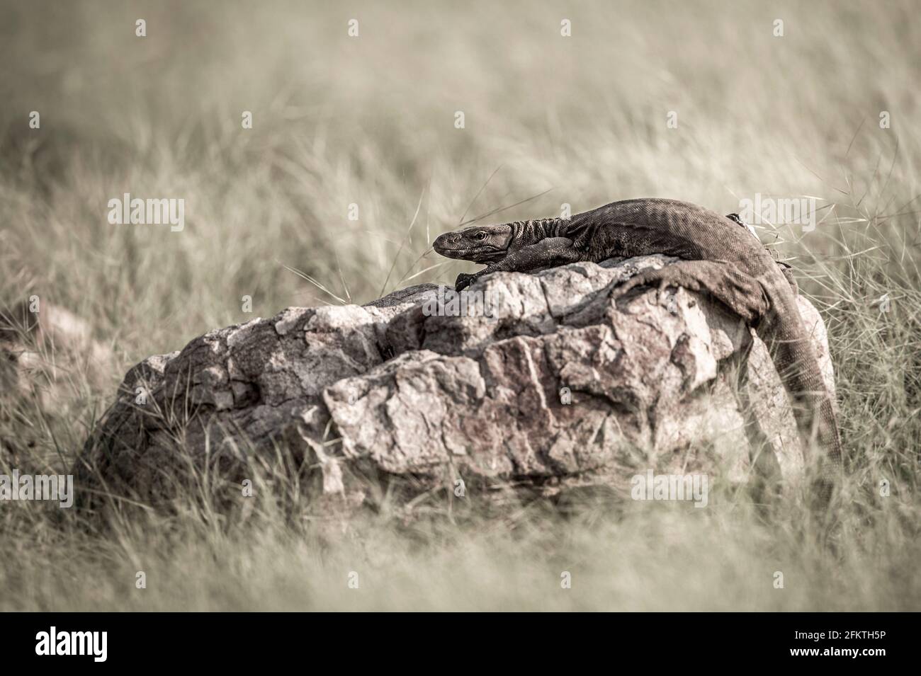fine art image of monitor lizard or bengal monitor or common indian ...