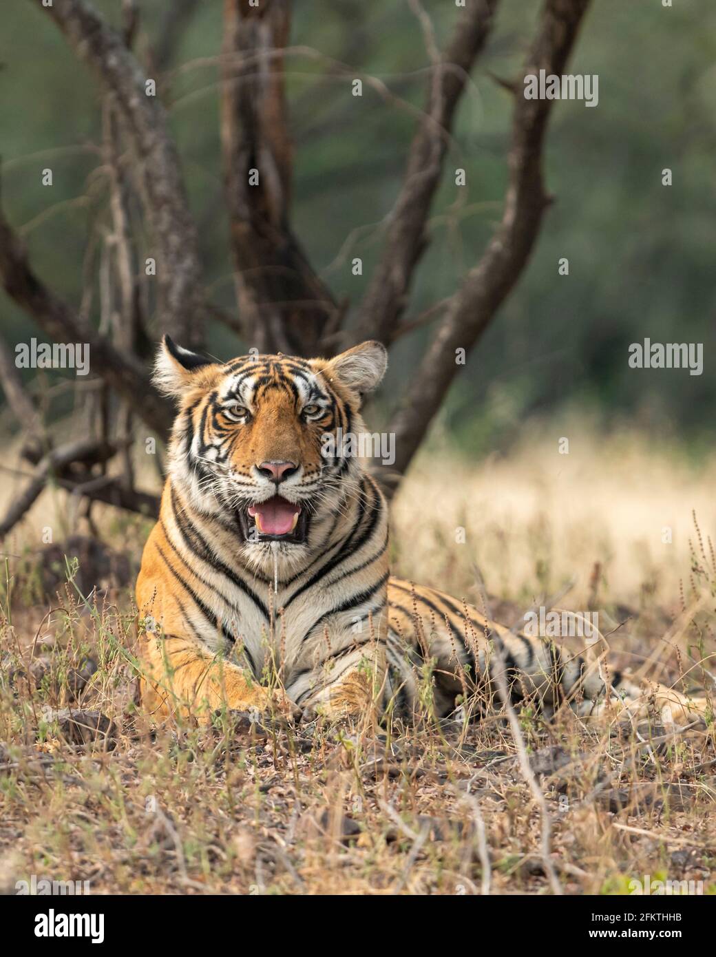 Royal Bengal Tiger High Resolution Stock Photography and Images - Alamy