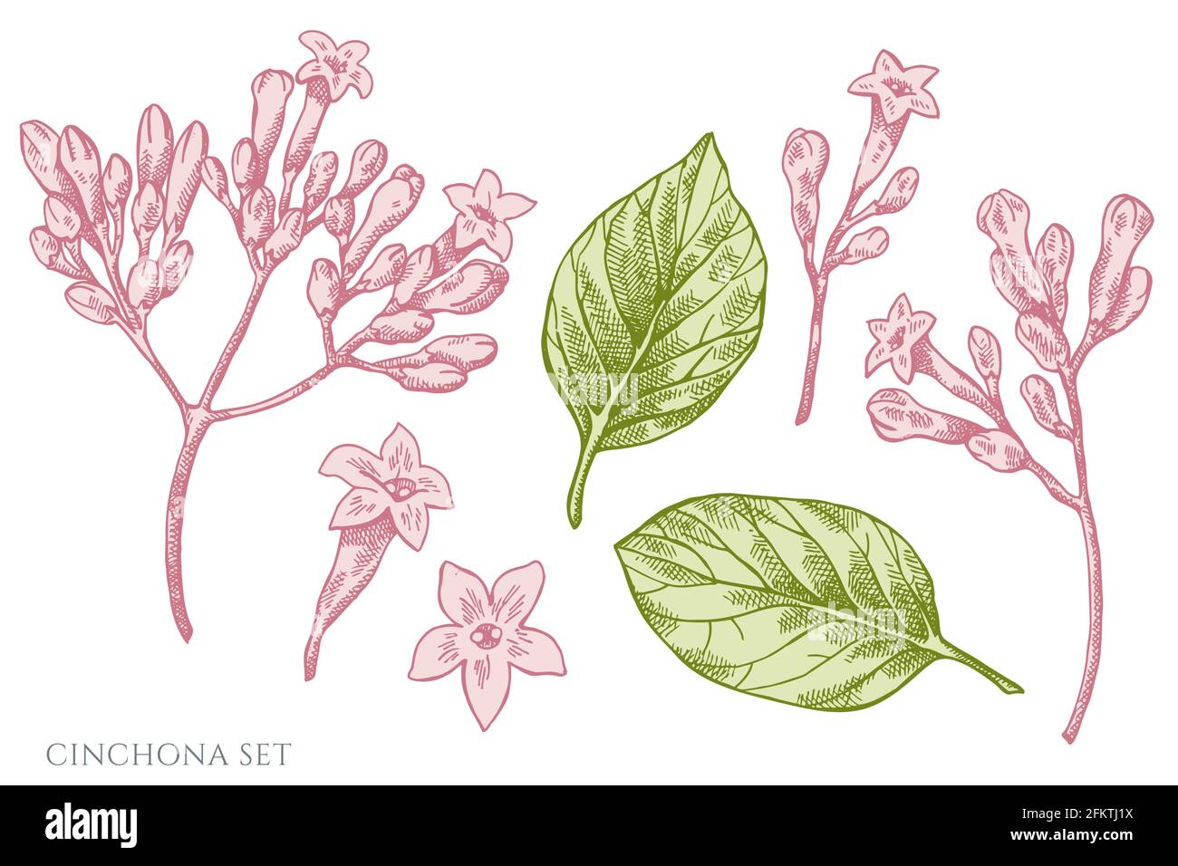 Leaf cinchona tree hi-res stock photography and images - Alamy