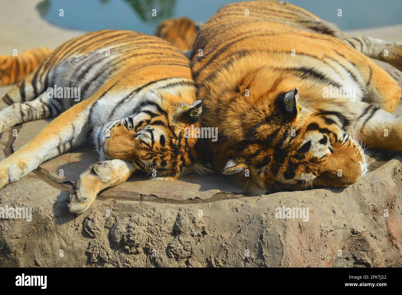 HARBIN, CHINA - MAY 1, 2021 - Siberian tigers are seen at the world's largest Siberian tiger ...