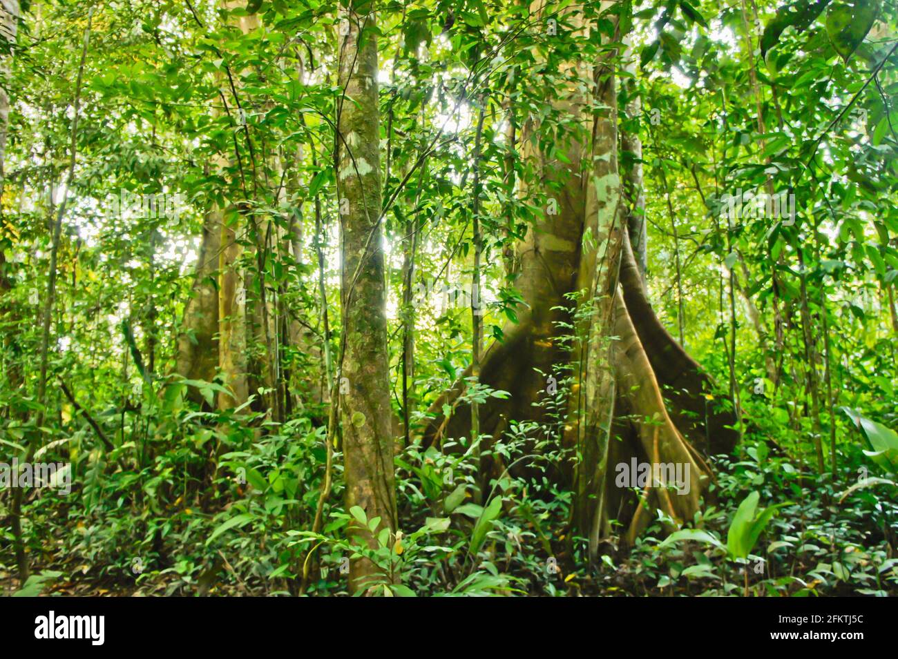 Amazon Basin Jungle, Tambopata National Reserve, Peru, South America ...