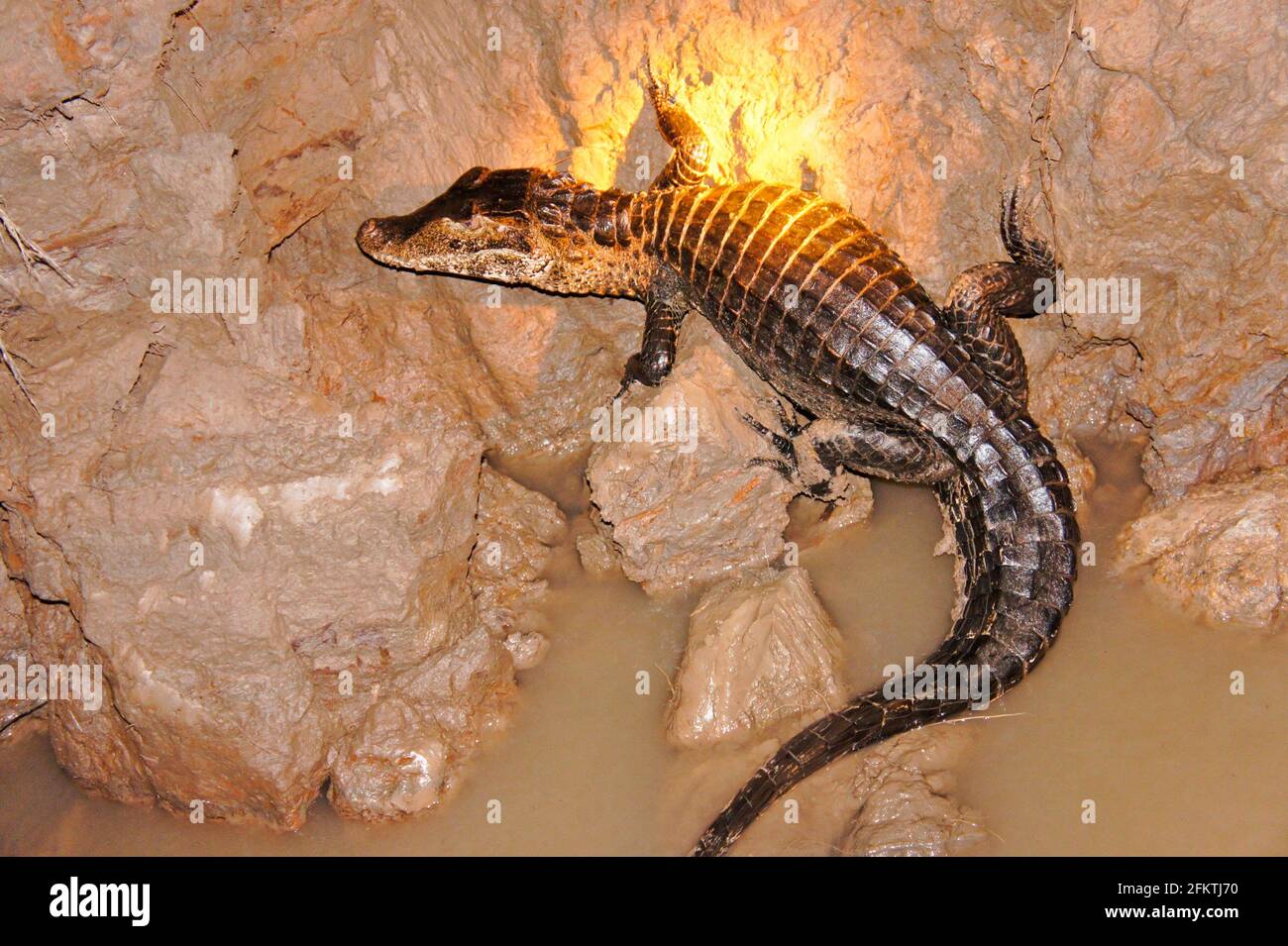 Amazon rainforest caiman hi-res stock photography and images - Alamy