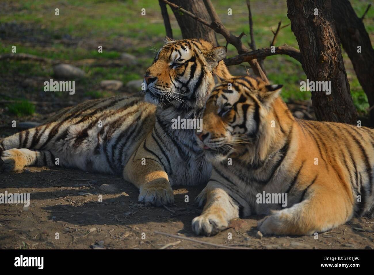 HARBIN, CHINA - MAY 1, 2021 - Siberian tigers are seen at the world's largest Siberian tiger ...
