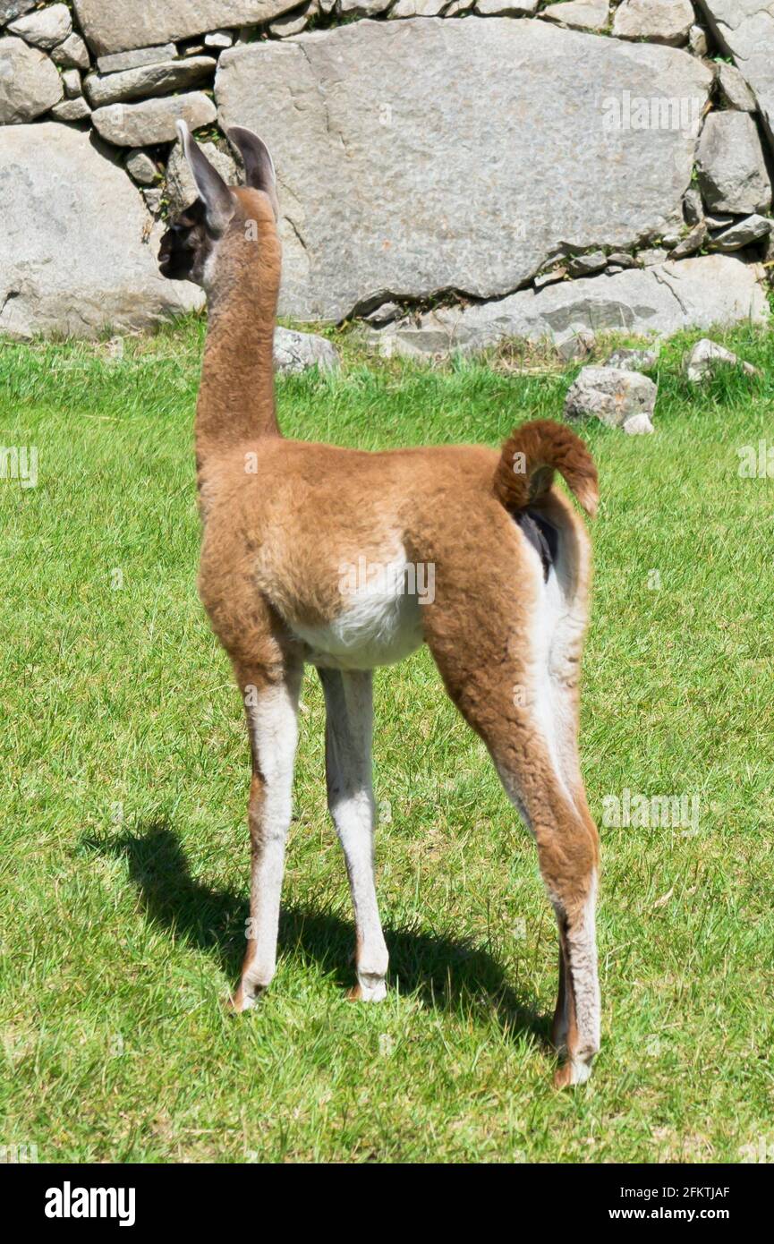 Llama colors hi-res stock photography and images - Alamy