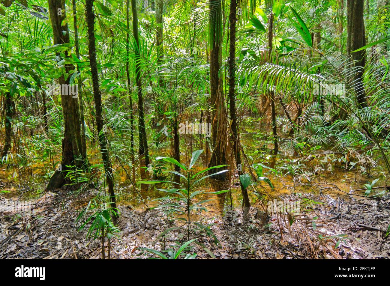 Amazon rainforest brazil landscape hi-res stock photography and images ...