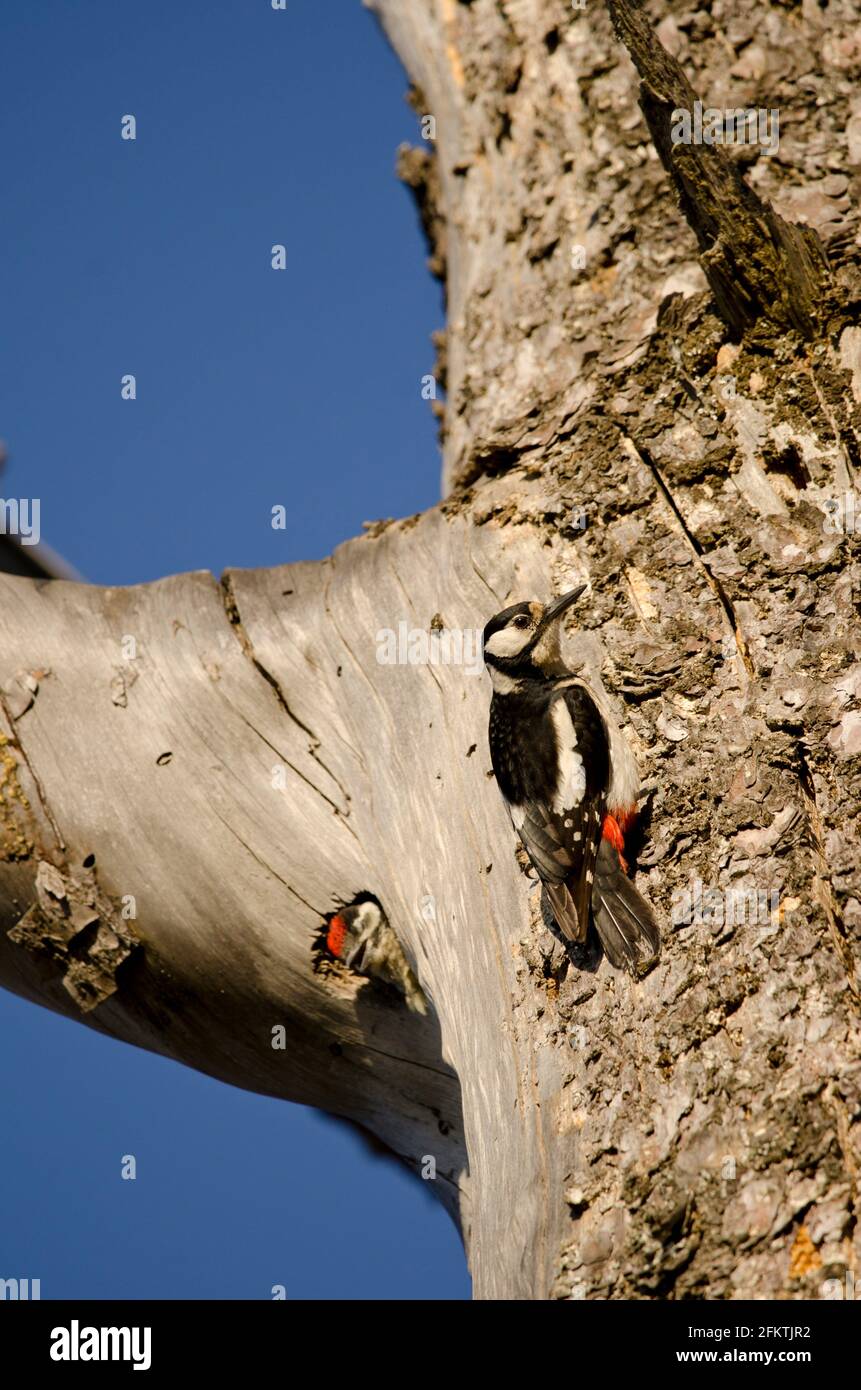 Great Spotted Woodpeckers High Resolution Stock Photography and Images ...