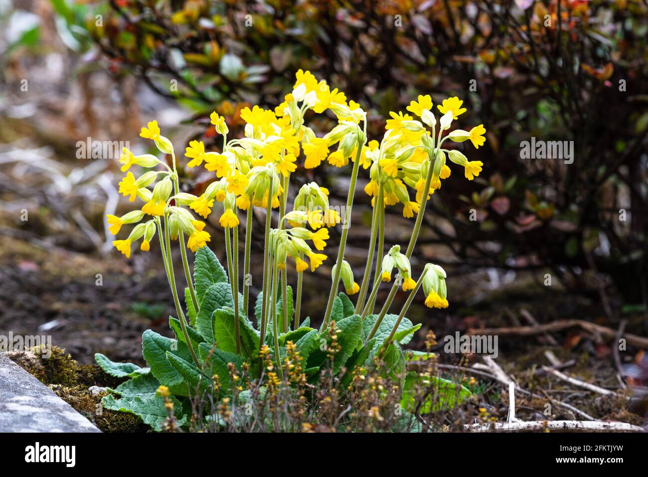 Large Cowslip plant, Primula veris Stock Photo - Alamy